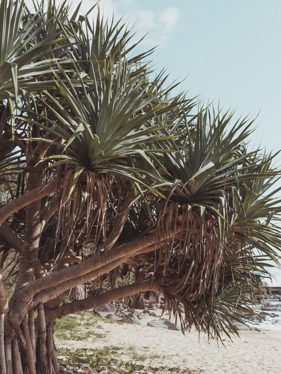 Yamba - Angourie Point Beach - Photographic Wall Art Print – Australia ...